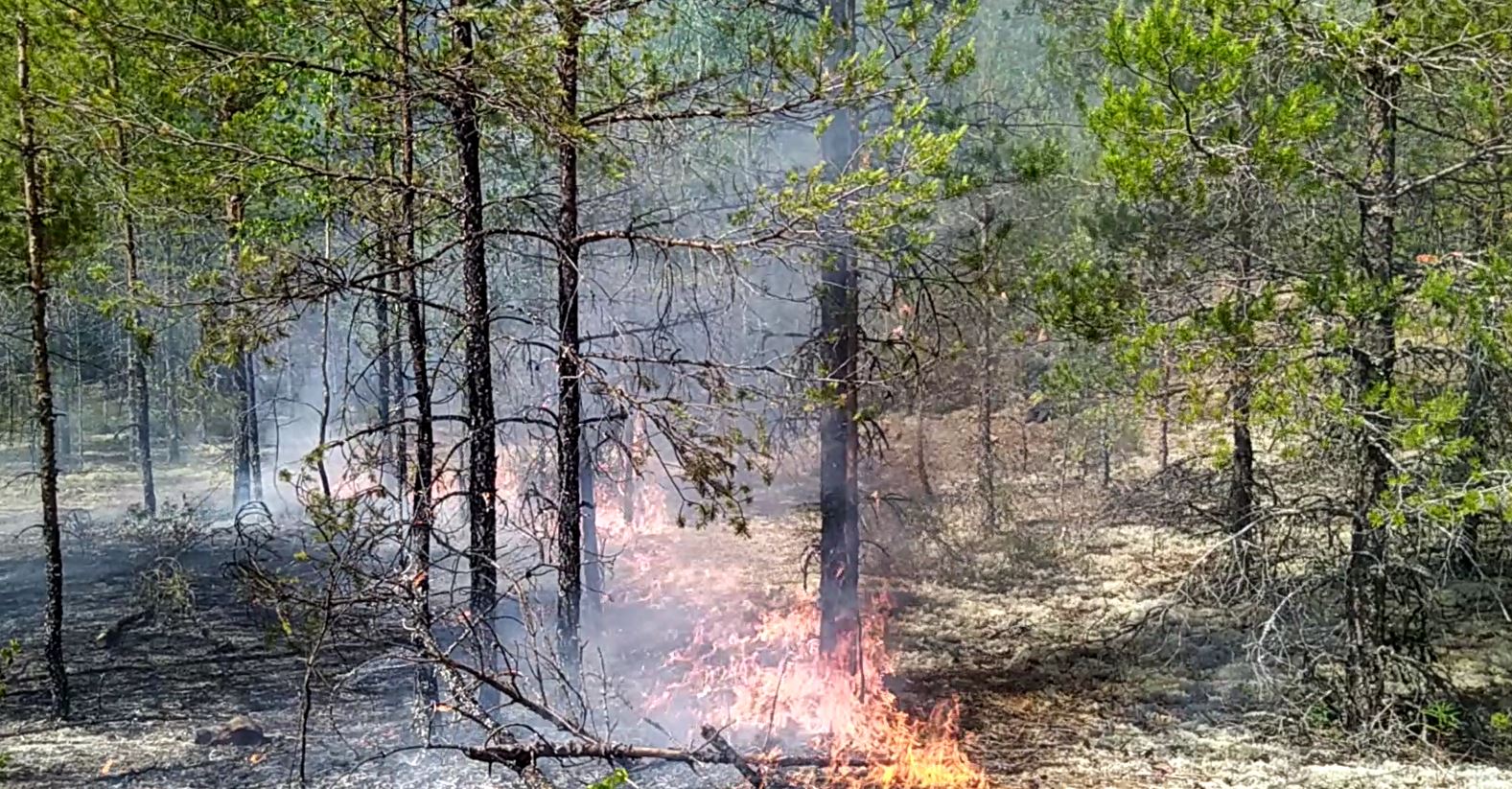 Forest Fire Extinguishing Agent - ForExt